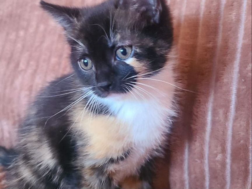 Кошка Бусинка