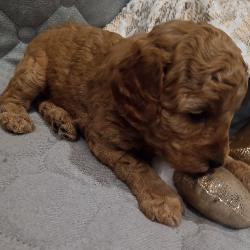 Той-пудель, щенок