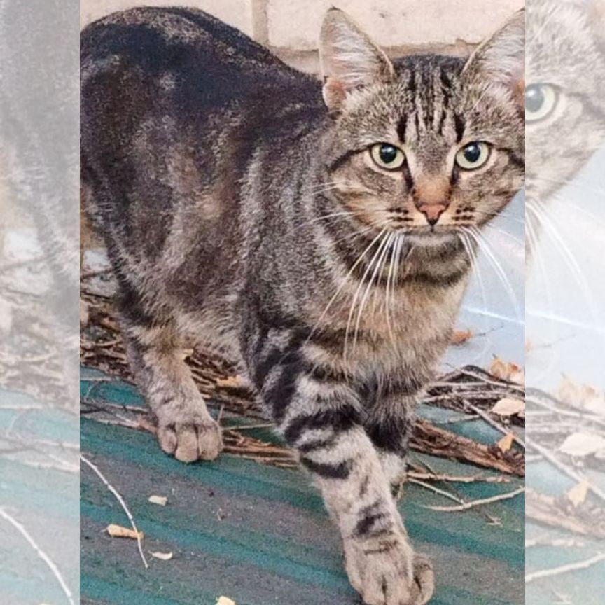 Мраморный котик