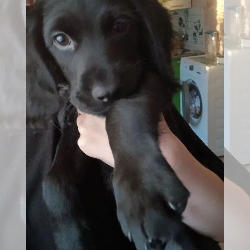 Кокер спаниель, щенок