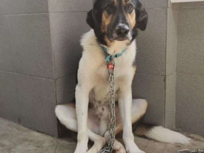 Собака в добрые руки 1, 5 года