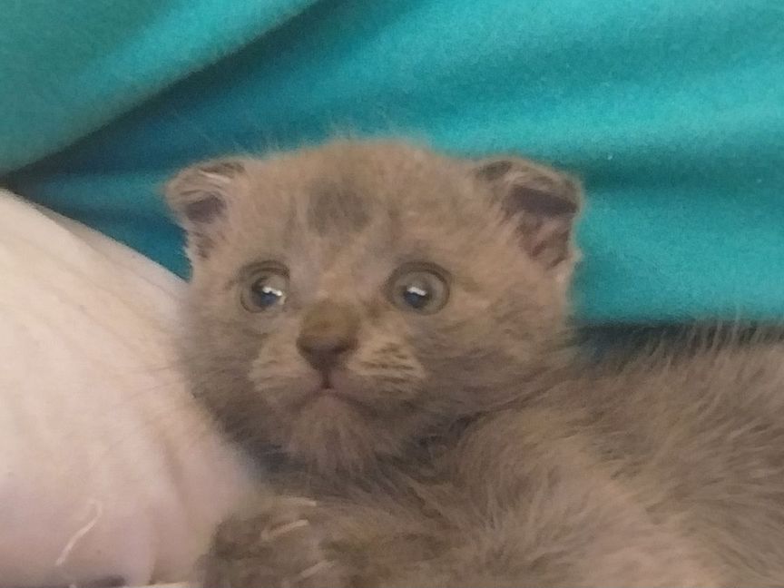 Шотландская вислоухая