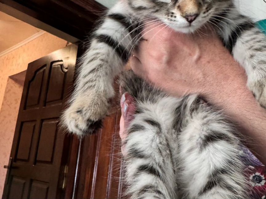 Кошечка,ищет родителей