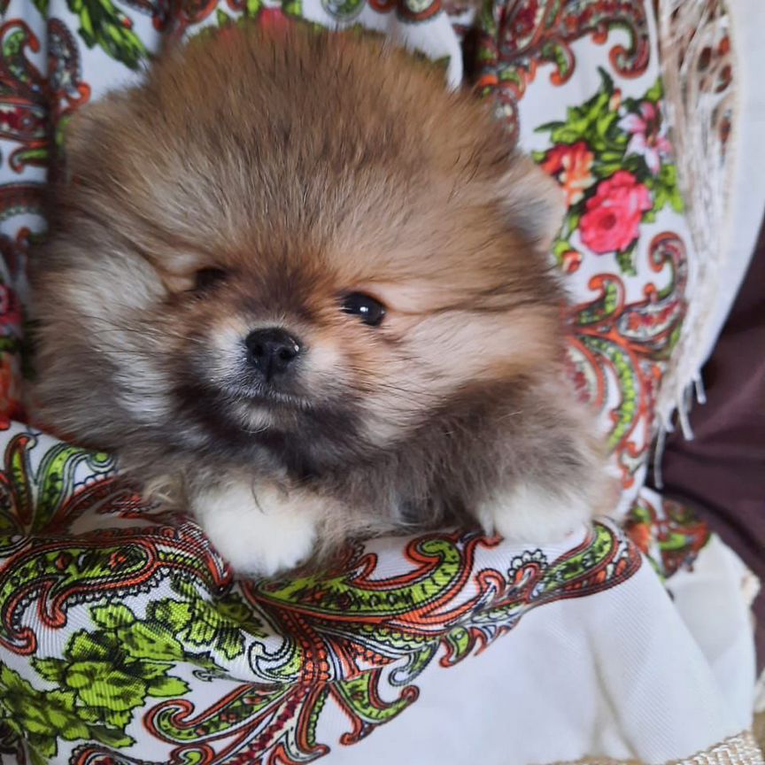 Шпиц,рыжие девочки