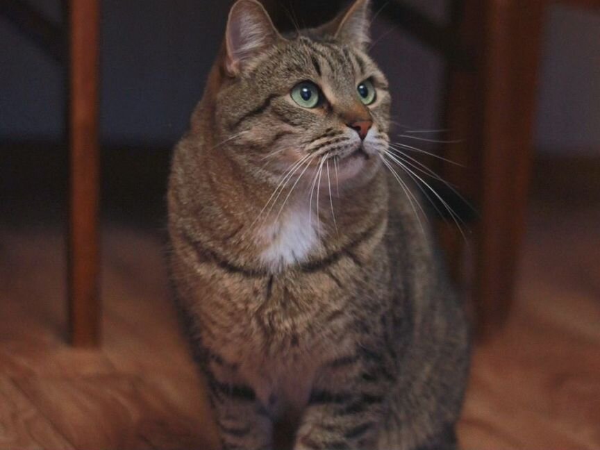Котик осиротел. Умерла хозяйка