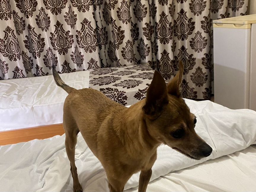 Найдена собака