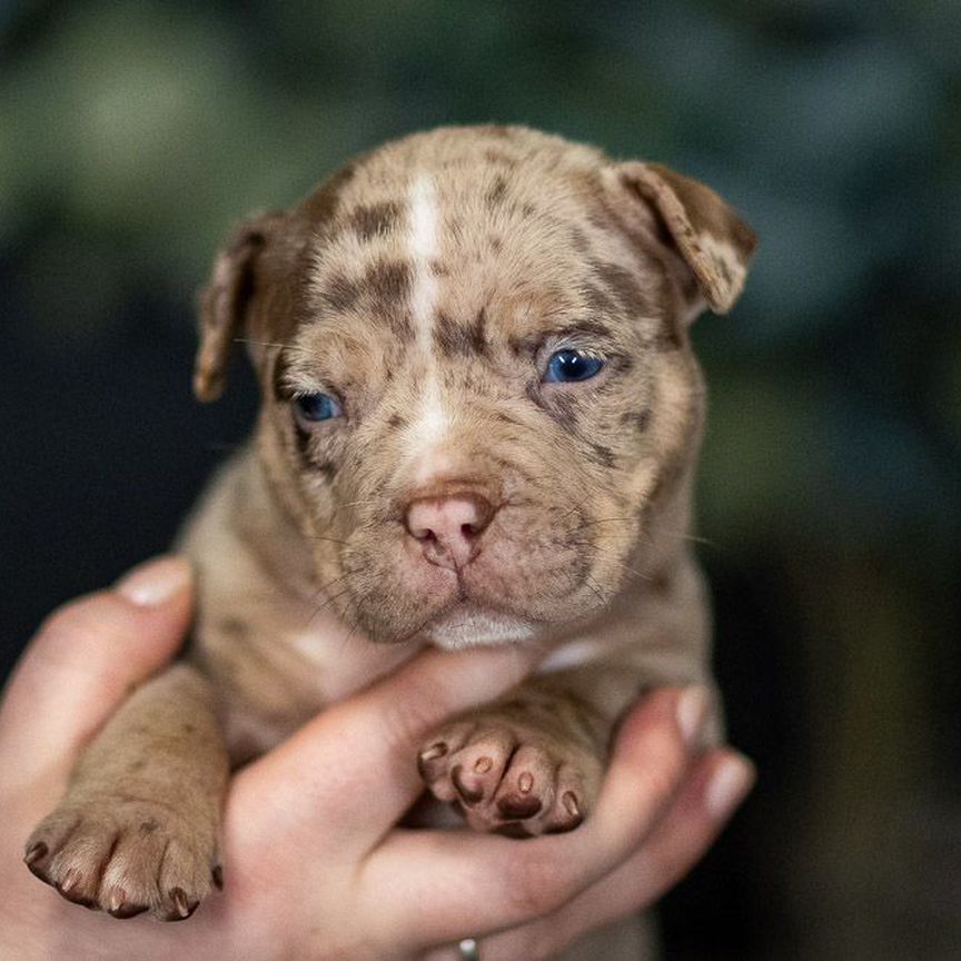 Щенки булли микро