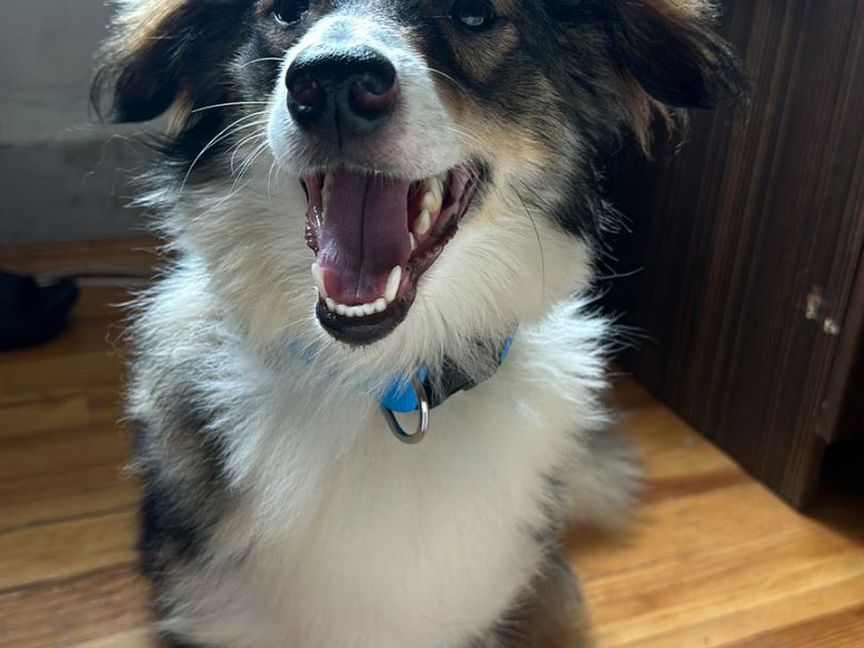 Собака в добрые руки