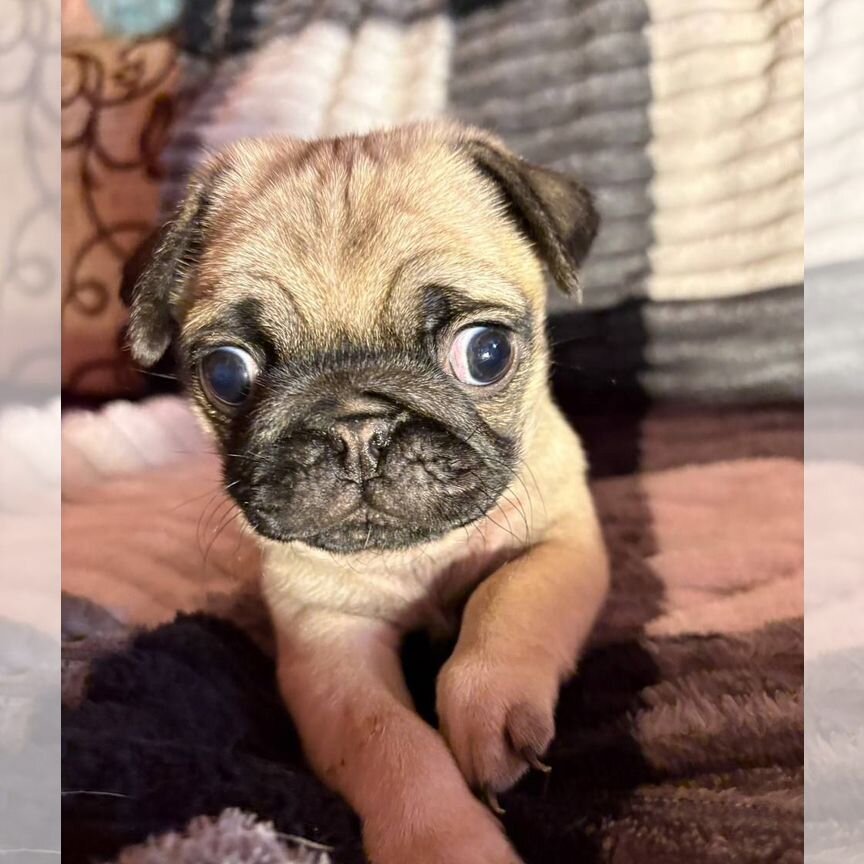 Мопс, щенок