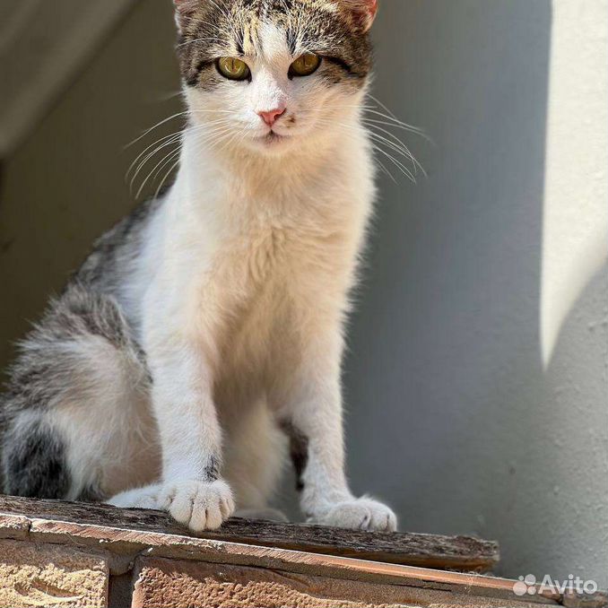 Котик ждёт именно тебя