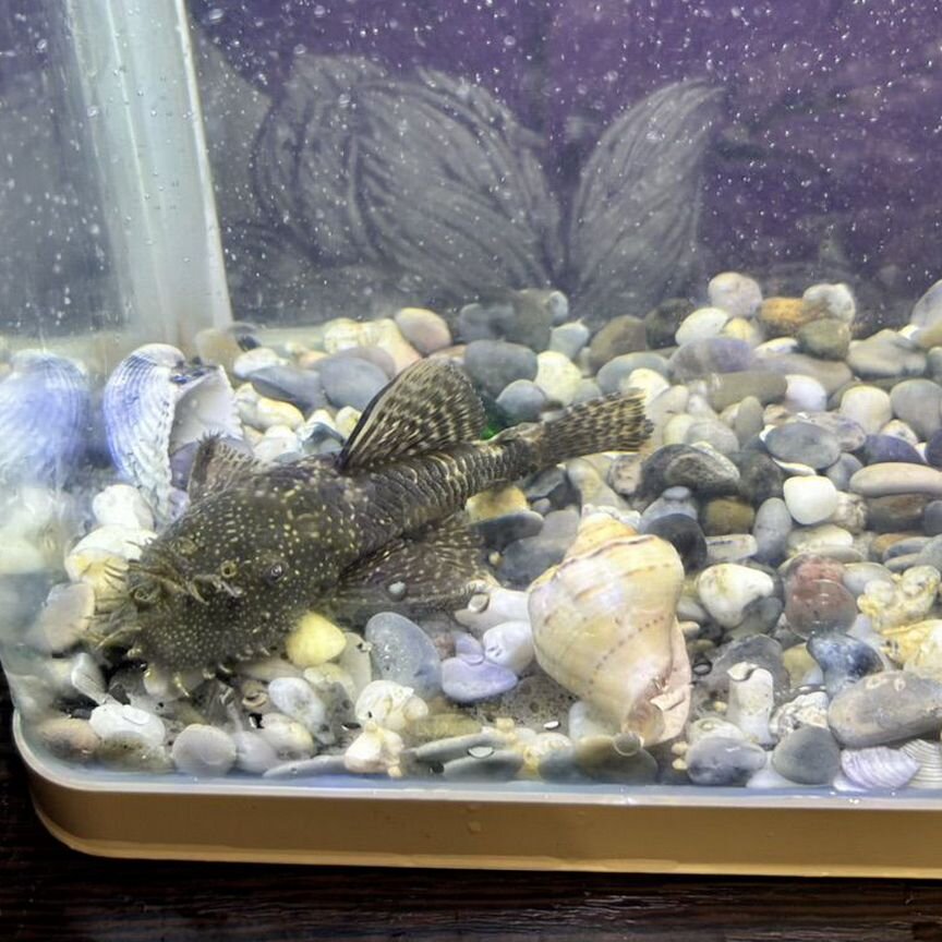 Аквариум с рыбкой