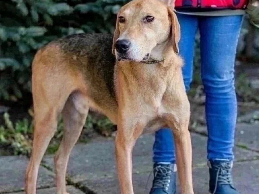 Кобель Герман в хорошую семью бесплатно