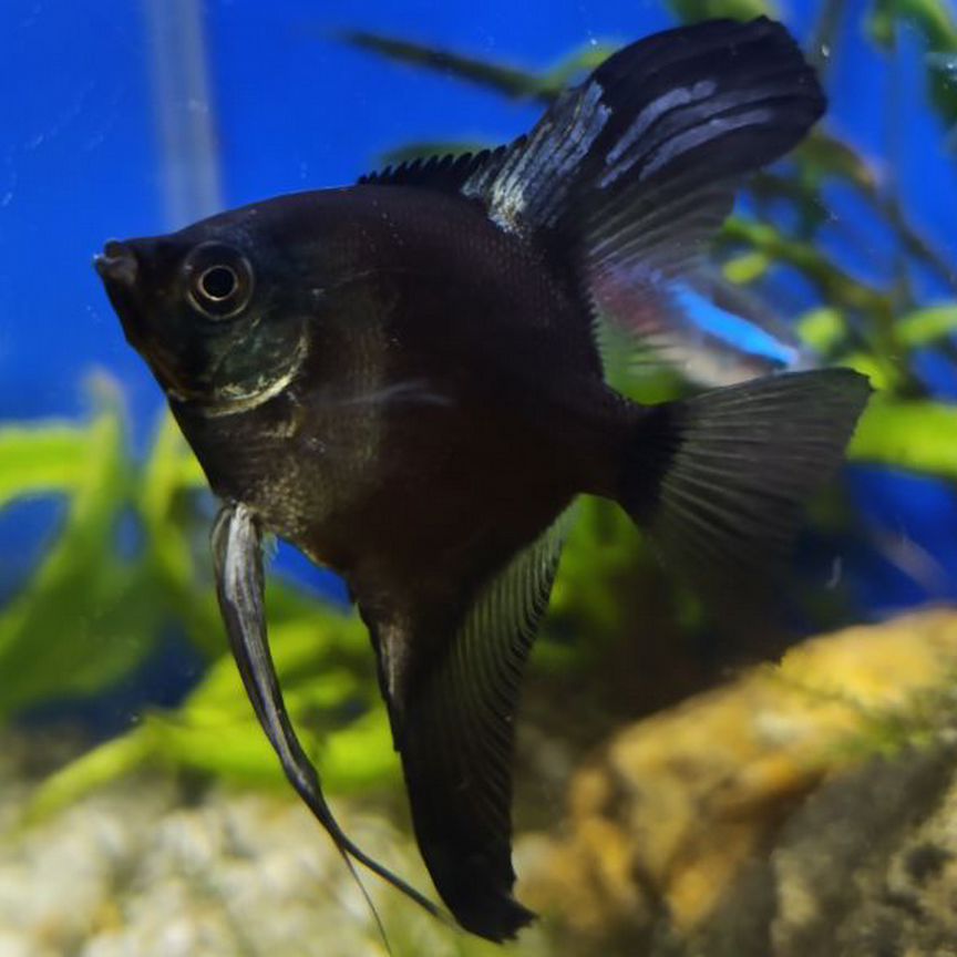 Скалярия черная