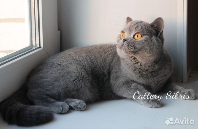 Британская кошка