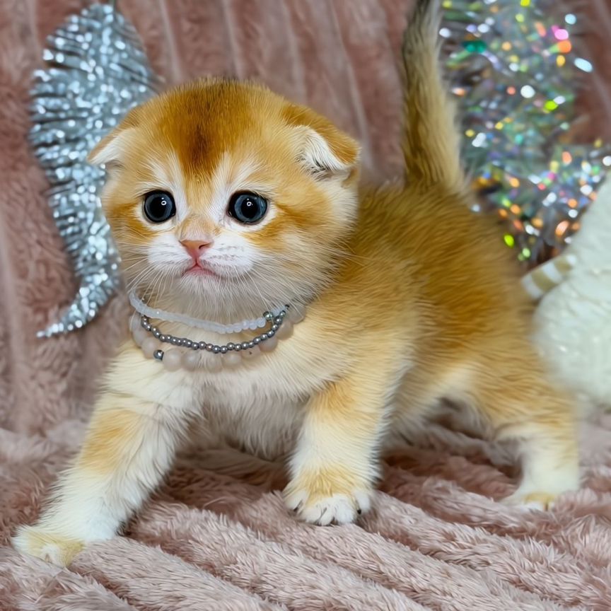 Шотландский вислоухий короткошёрстный котёнок