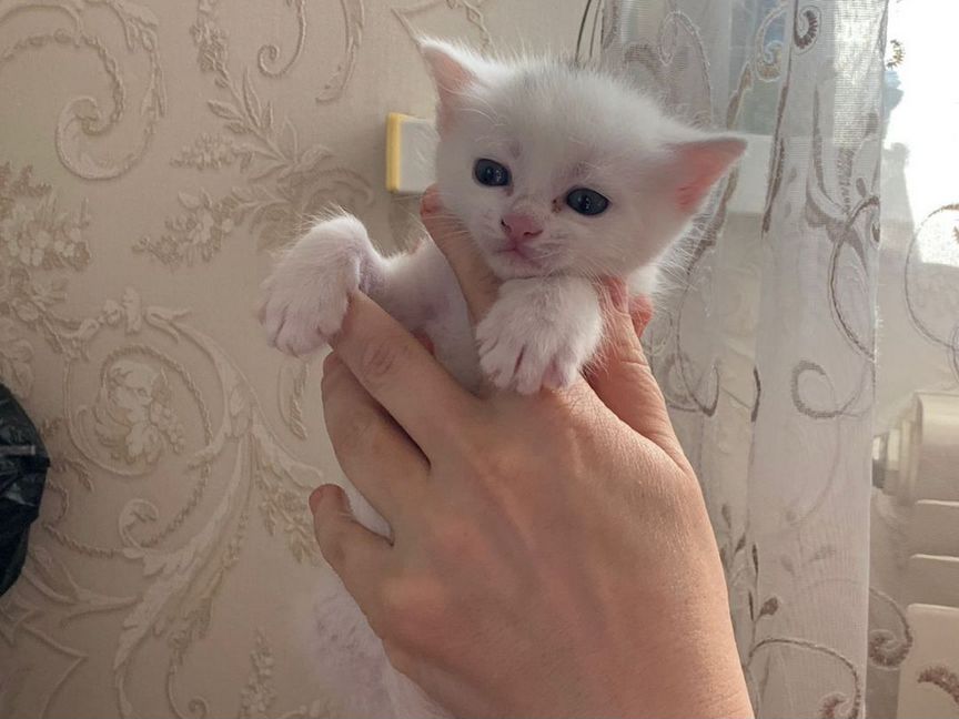 Котята турецкой ангоры