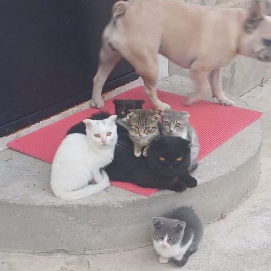 Котята отдам бесплатно