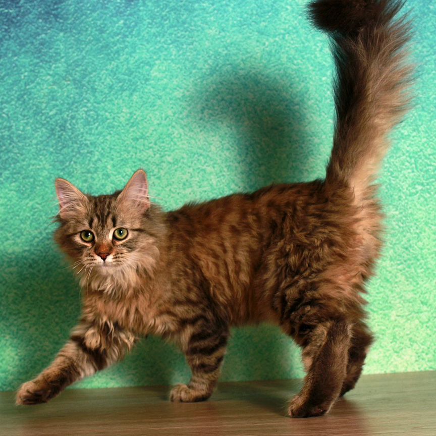Сибирский котенок