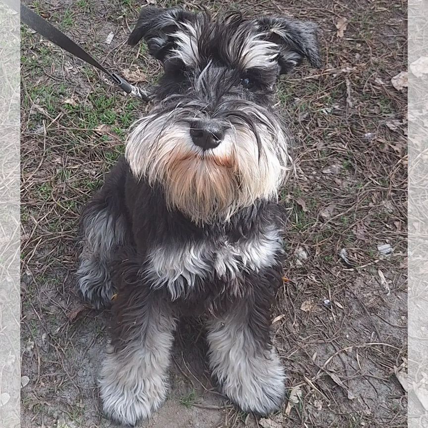 Цвергшнауцер, щенок