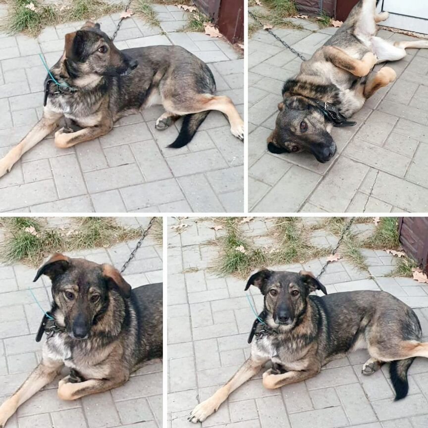 Умная и позитивная собака Милка ищет дом