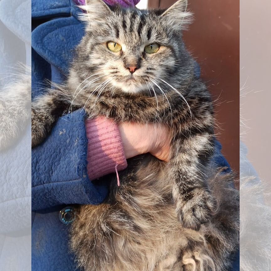 Ласковая кошечка живет в подвале дома