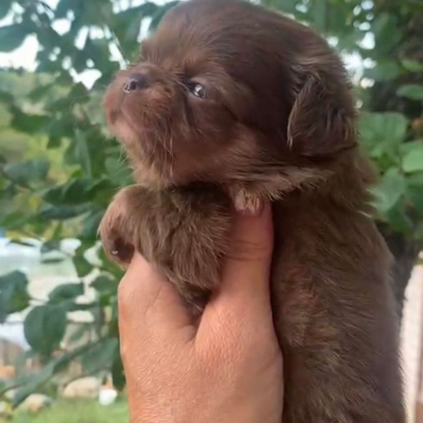 Чихуахуа шоколад с подп