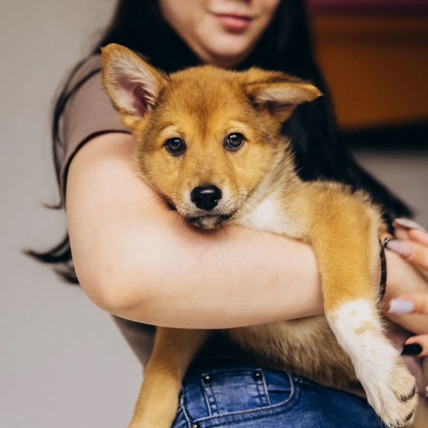 Фиксик ищет дом