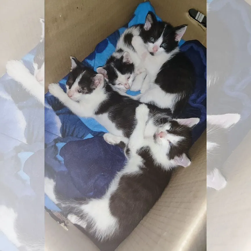Голубоглазые котята