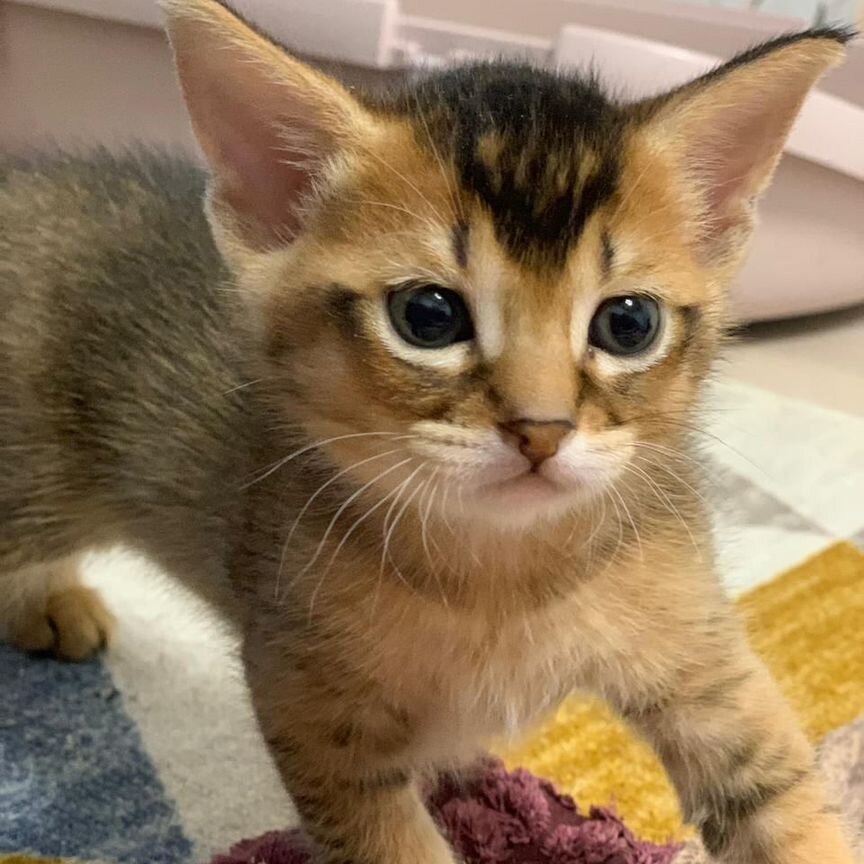 Чаузи котенок мальчик самец