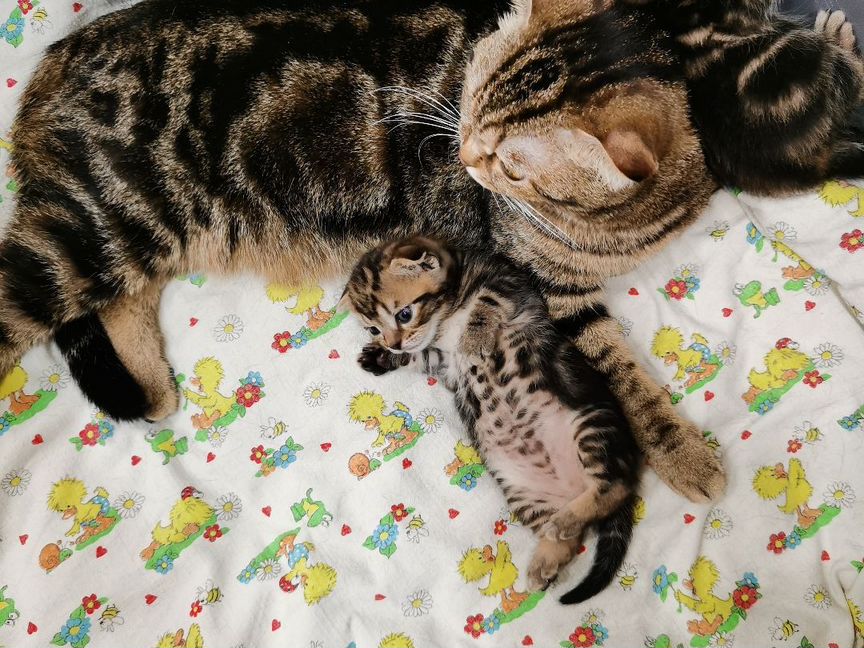 Котята шотландские вислоухие