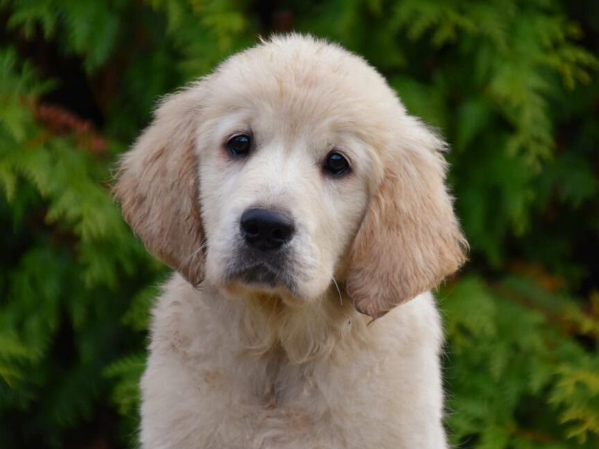 Шикарные девочки золотистого ретривера