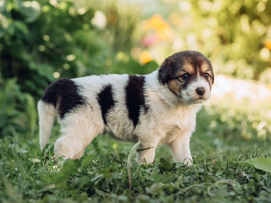 Щенки немецкой овчарки