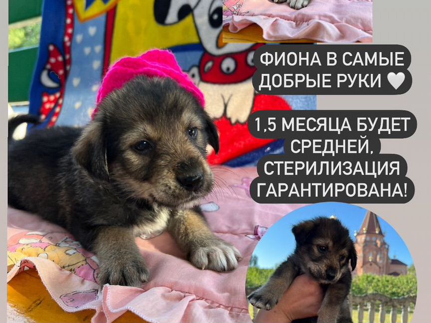 Щенок Фиона 1,5 месяца стерилизуем