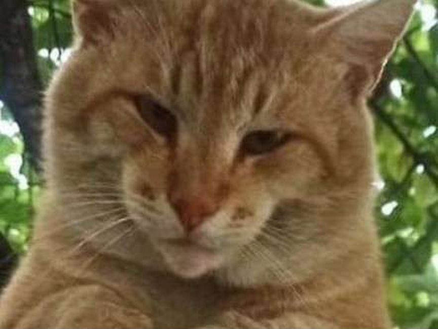 На улице мёрзнет рыжий котик