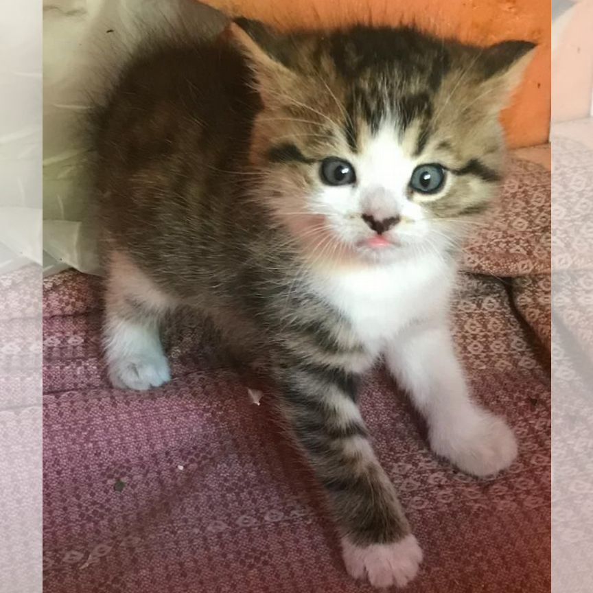 Бразильский короткошёрстный котёнок