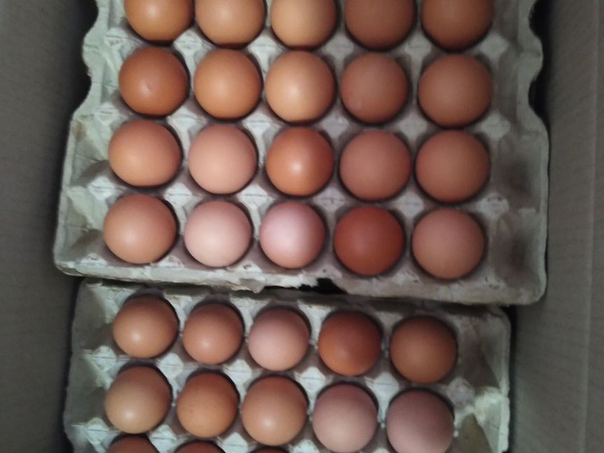 Инкубационное яйцо несушка Ломан Браун