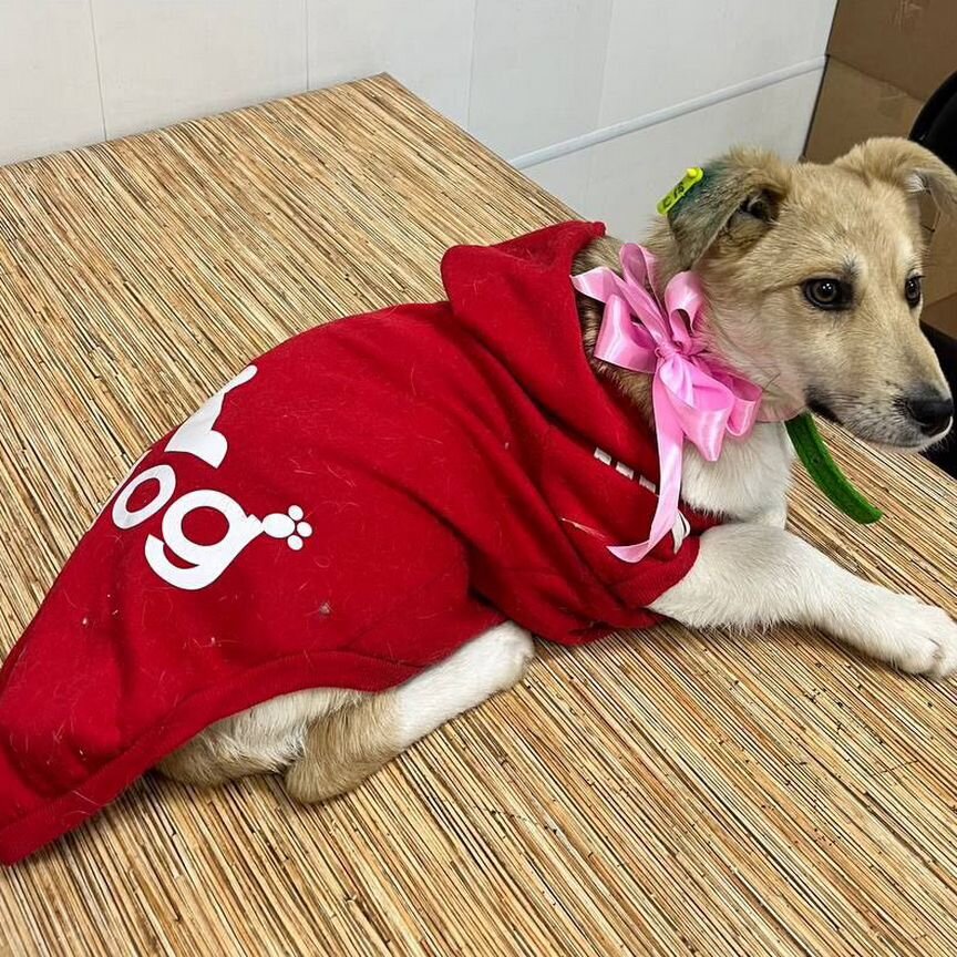 Щенок в добрые руки