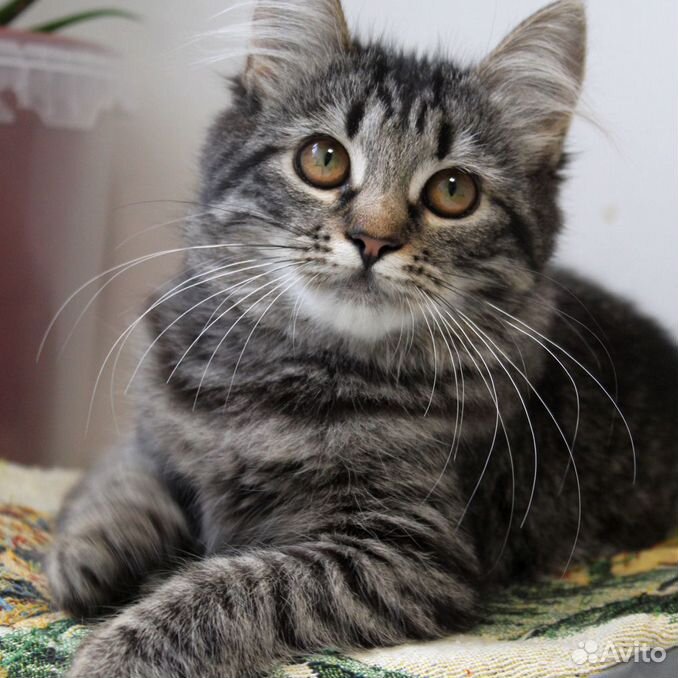 Котенок Марфа ищет дом