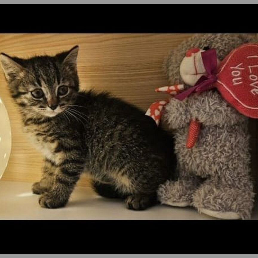 Котёнок в добрые руки