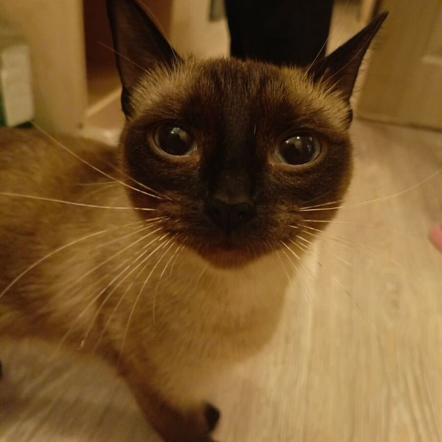 Кошечка 1год