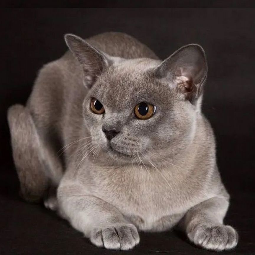 Кот