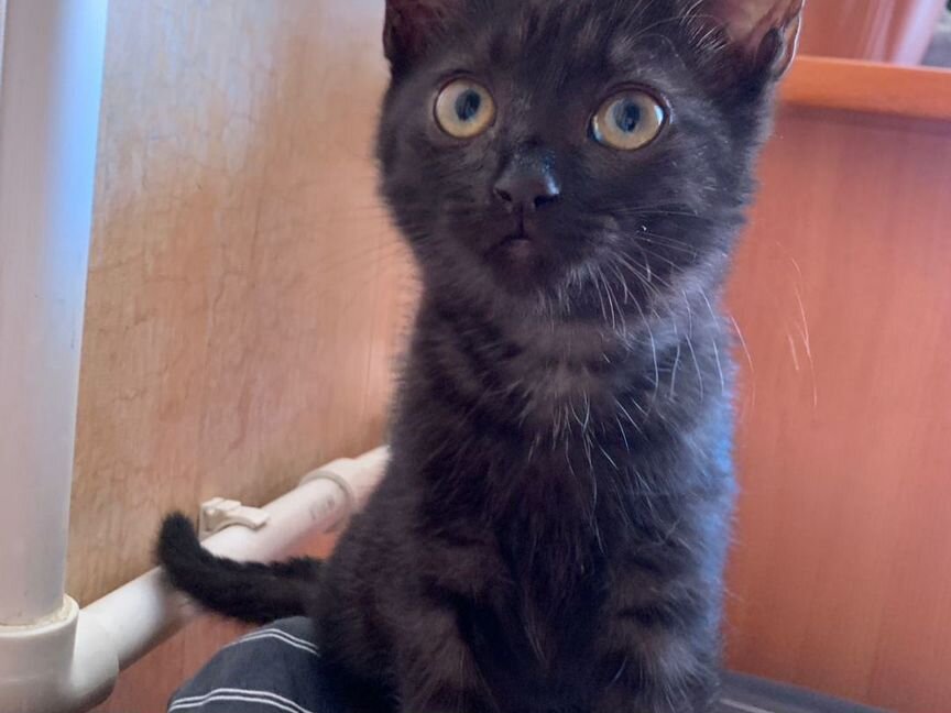 Отдам в добрые руки котенка (девочка) метис с брит