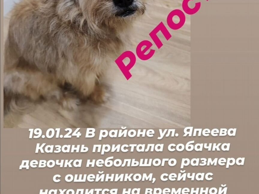 Найдена собачка