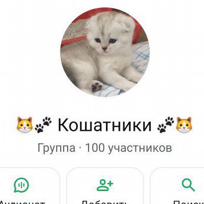 Кот