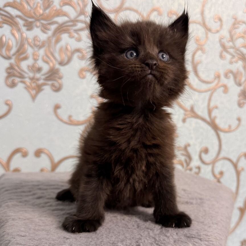 Мейн-кун котёнок