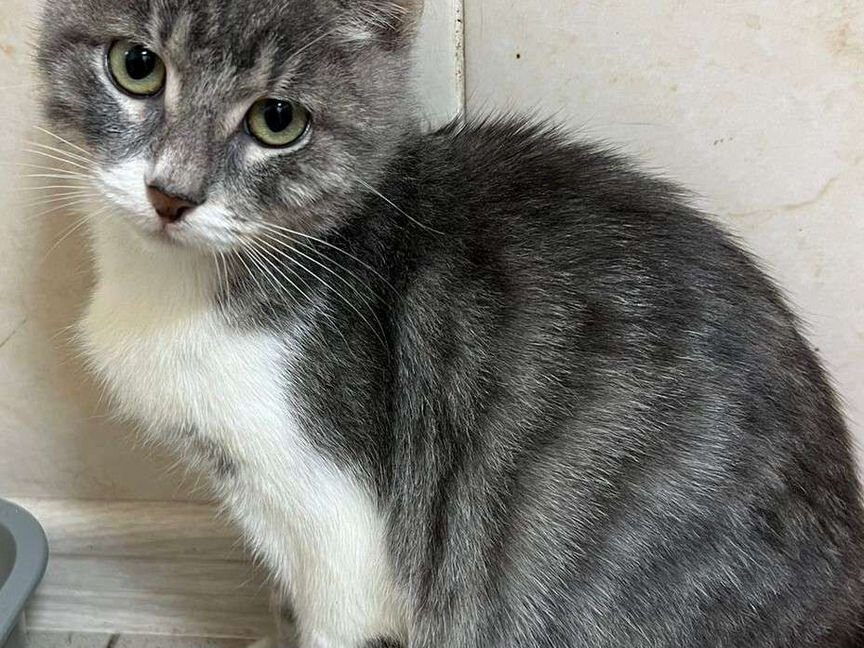 Котята котики хотят жить дома