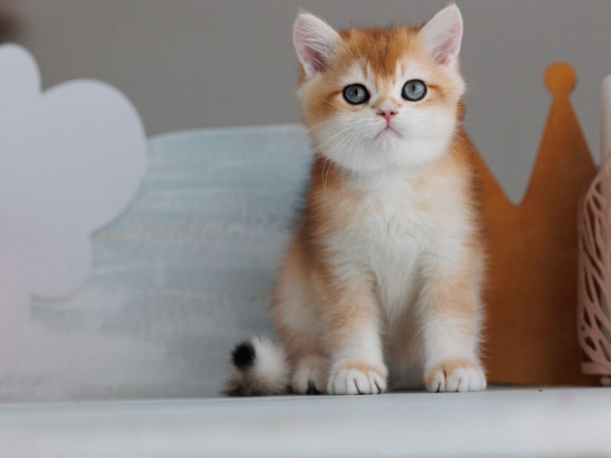 Британский мальчик Эрик