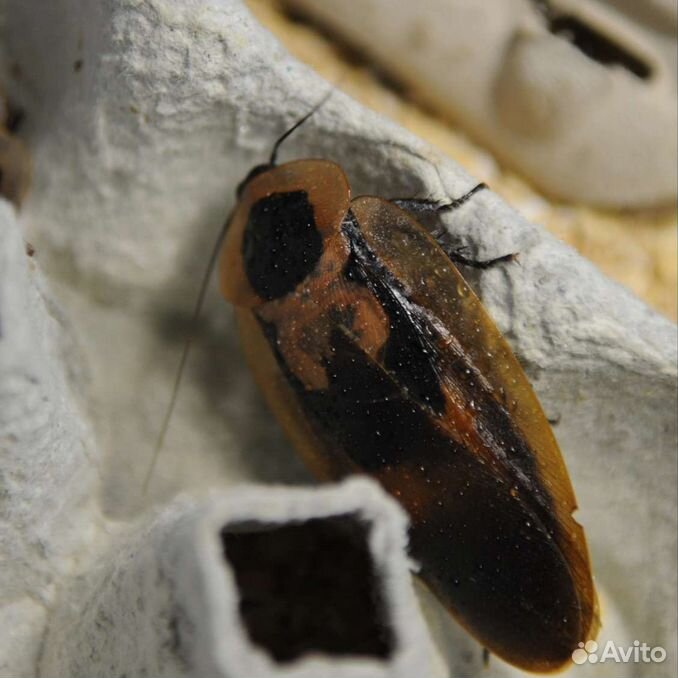 Кормовые тараканы