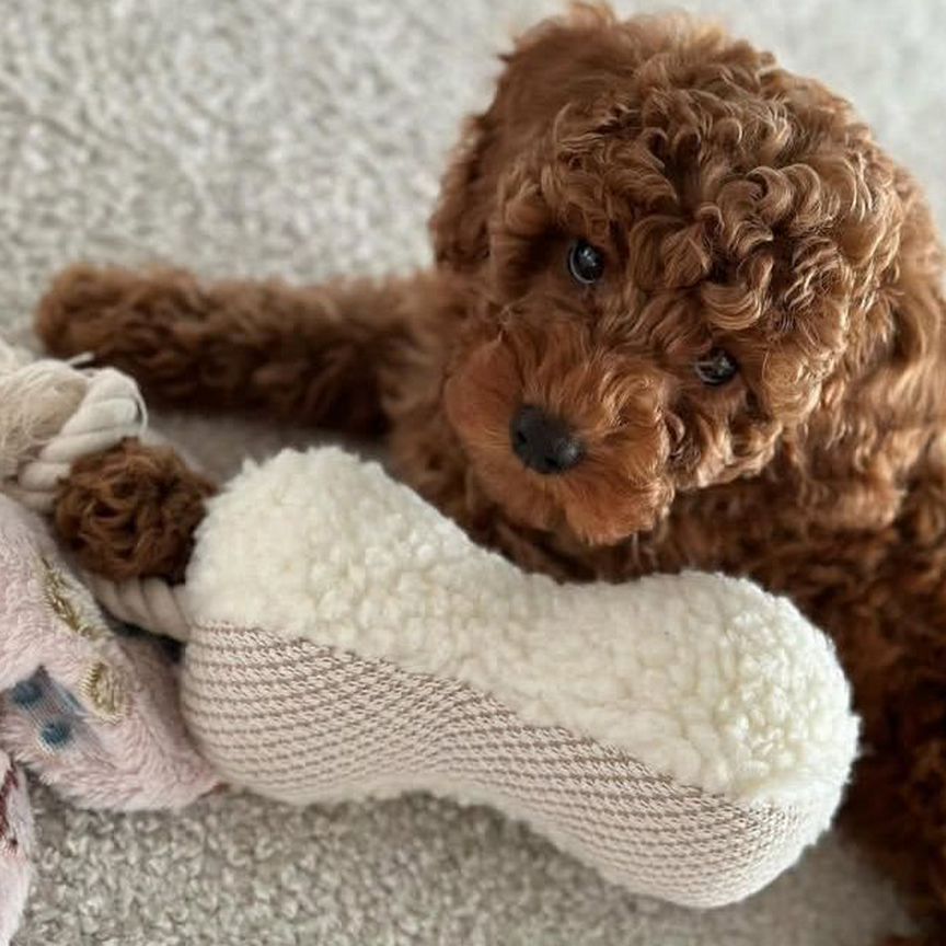 Той-пудель, щенок