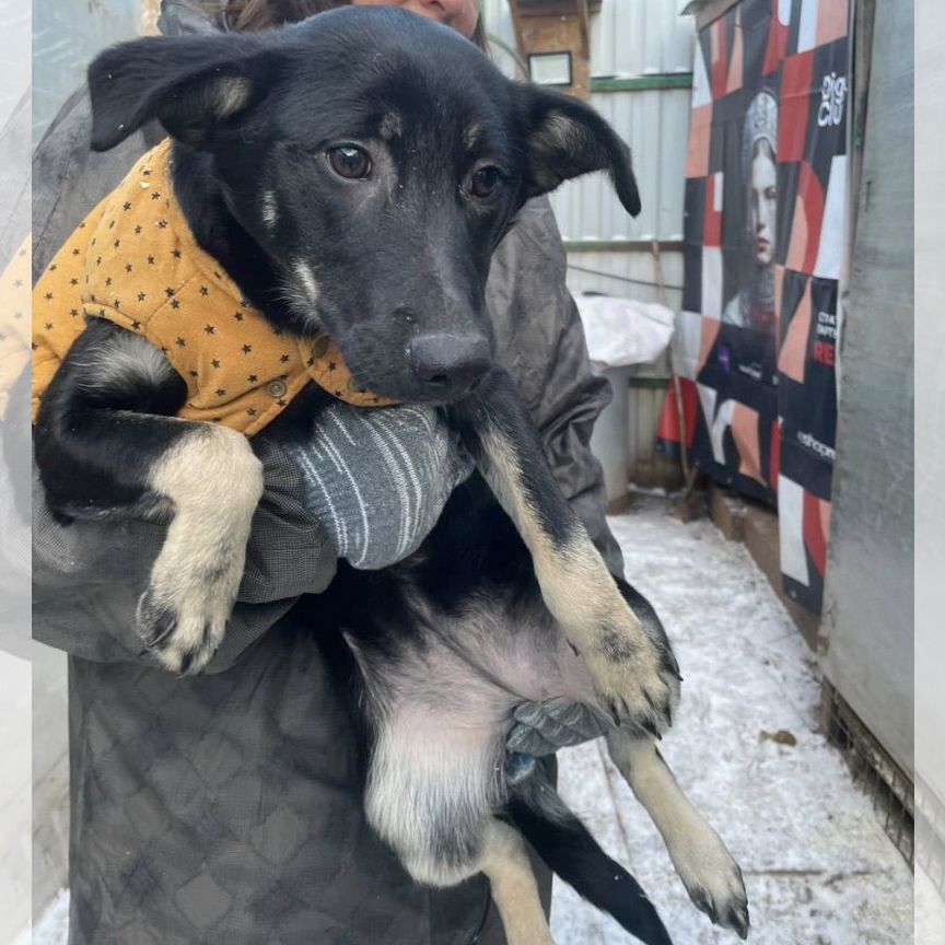 Щенок в добрые руки